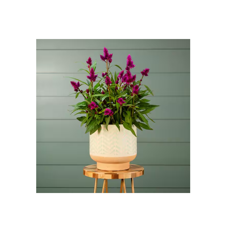 5" Fancy Celosia-Atomic | Barn Owl